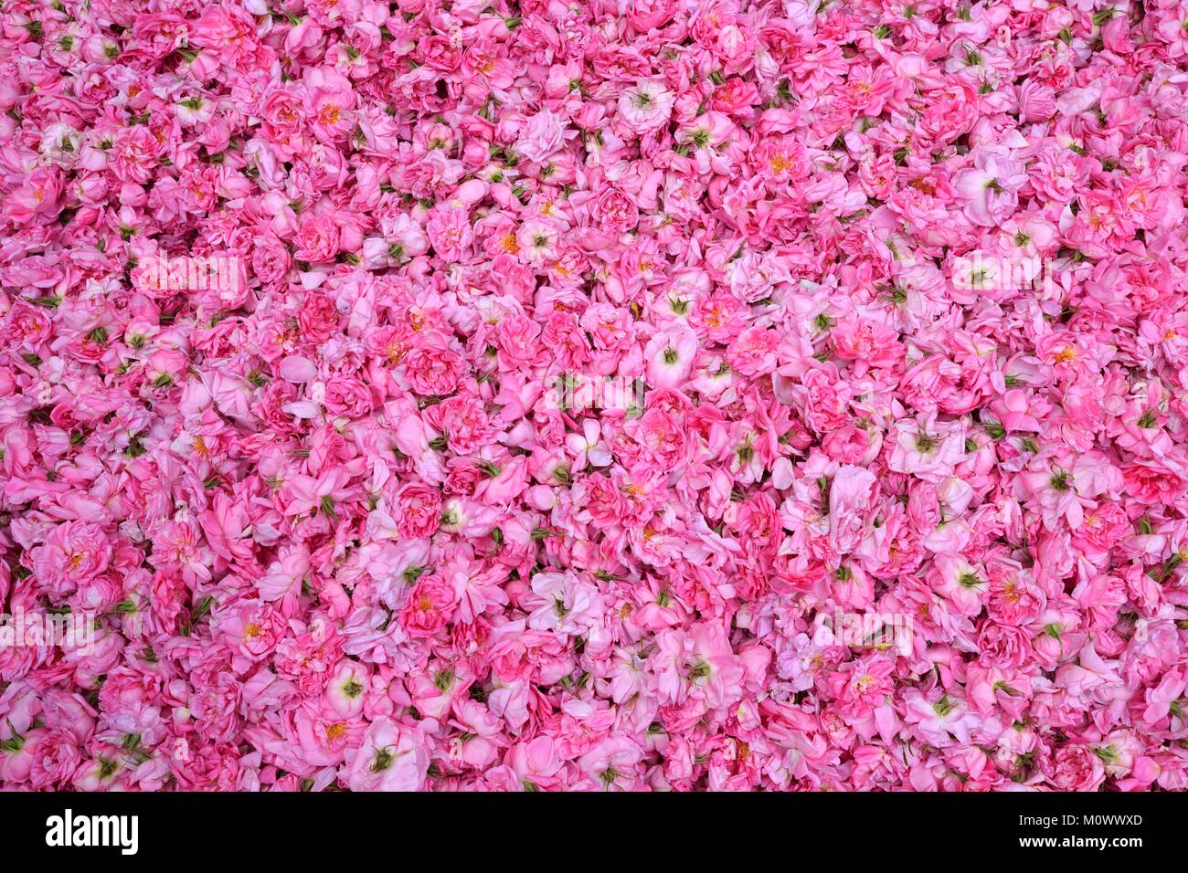 France,Alpes Maritimes,Grasse,feast of the rose Centifolia Stock Photo ...
