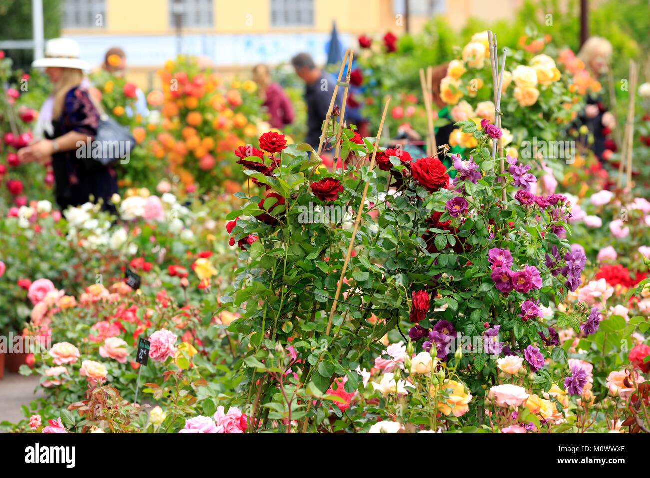Grasse provence rose hi-res stock photography and images - Alamy