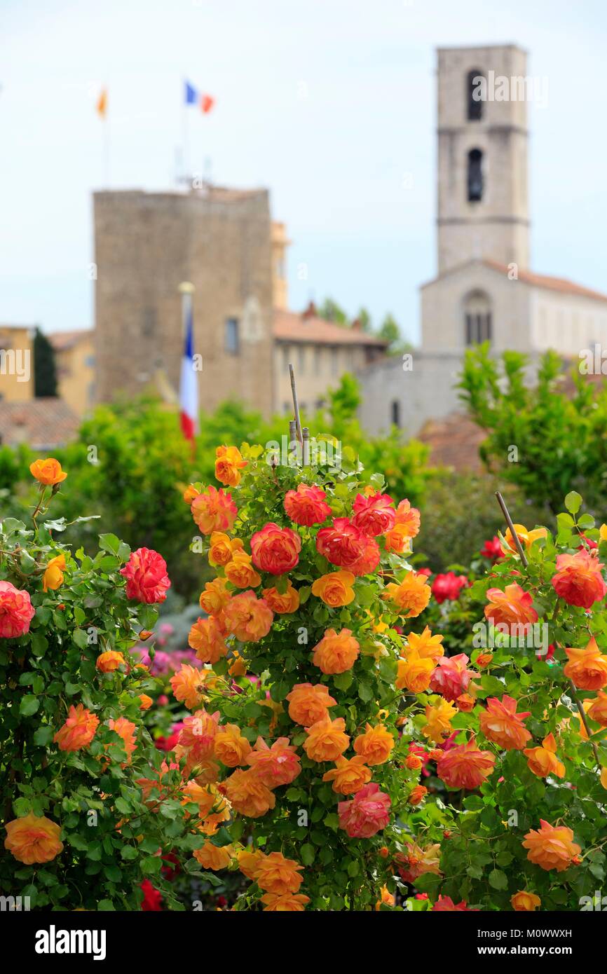 France,Alpes Maritimes,Grasse,feast of the rose Centifolia Stock Photo ...