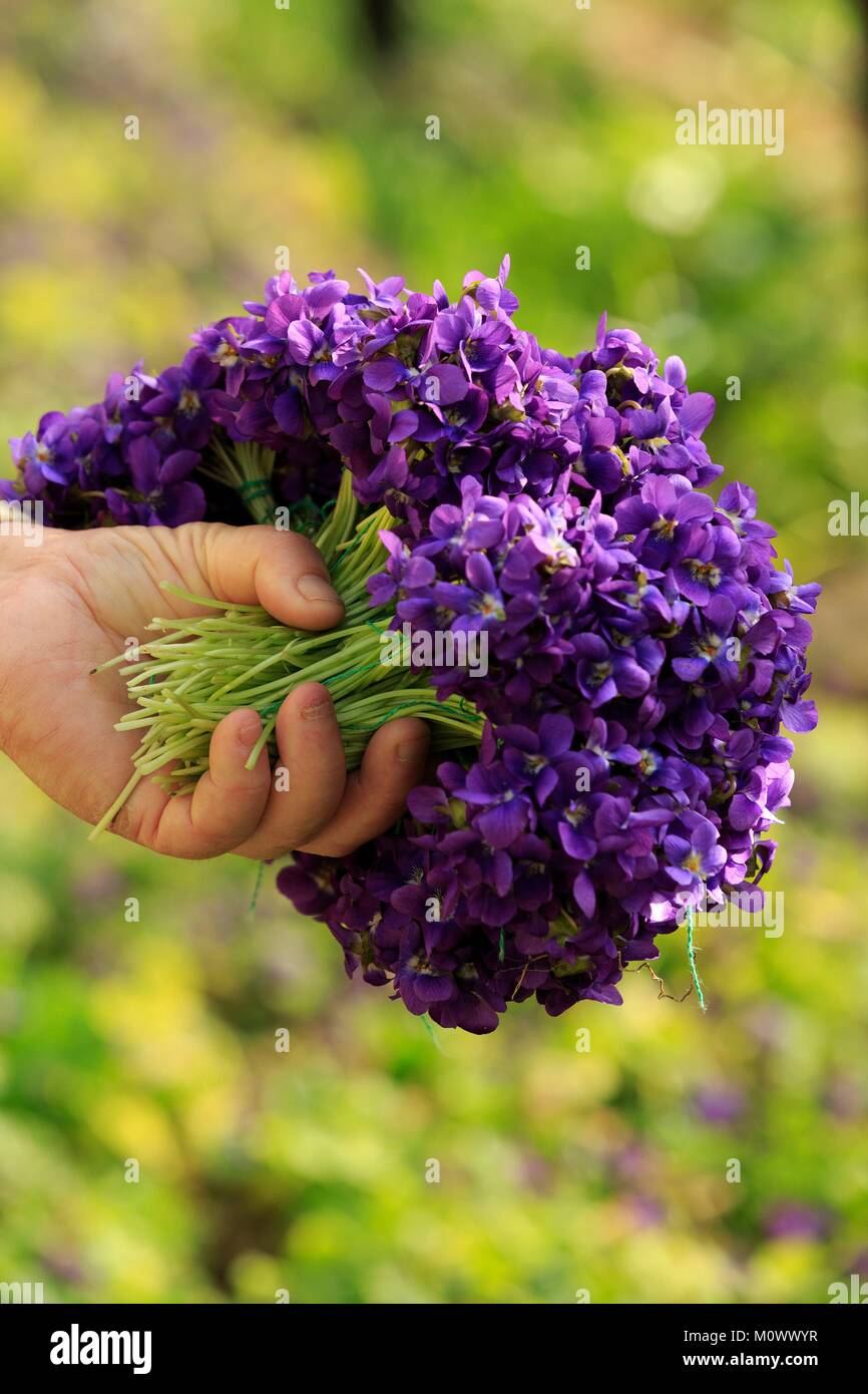 Bunch of violets hi-res stock photography and images - Alamy