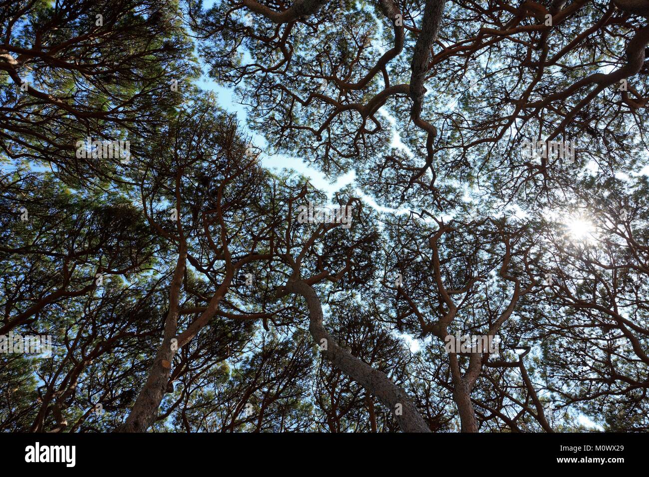 France,Alpes Maritimes,Antibes,The Botanical Garden of Villa Thuret ...