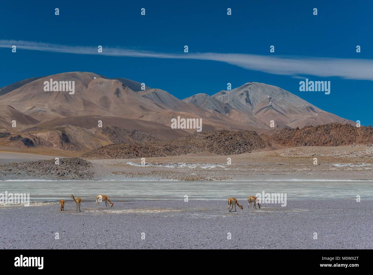 Argentine, Catamarca province, Puna desert, El Penon, vicunas (Vicugna ...