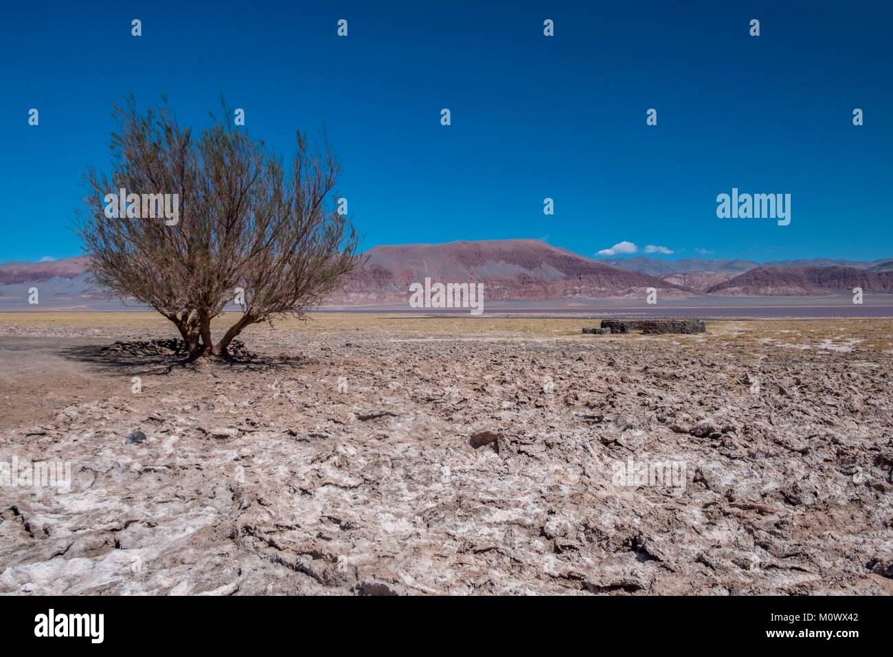 Argentine,Catamarca province,Puna desert,El Penon,Carachi Pampa laguna ...