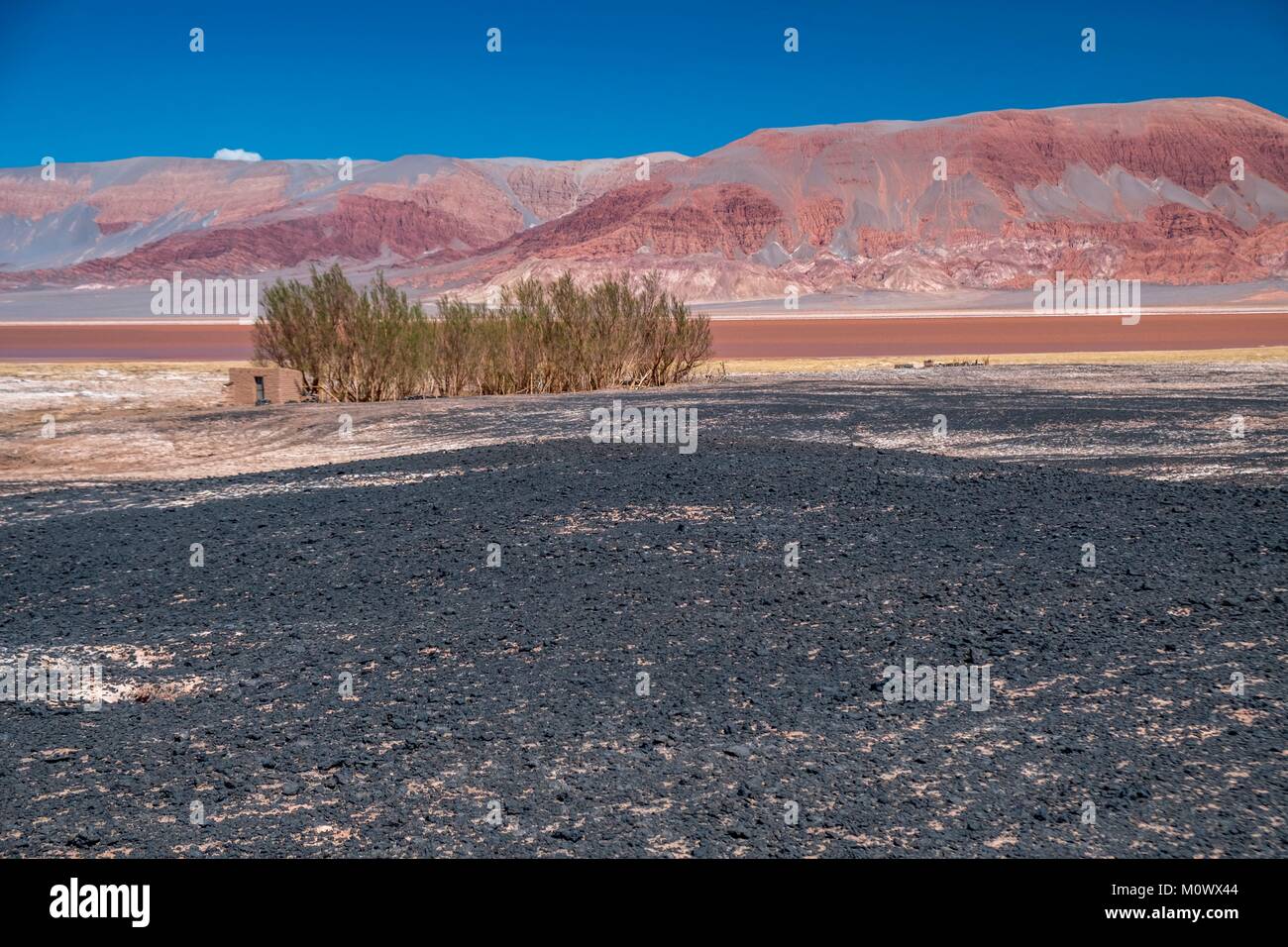 Argentine,Catamarca province,Puna desert,El Penon,Carachi Pampa laguna ...