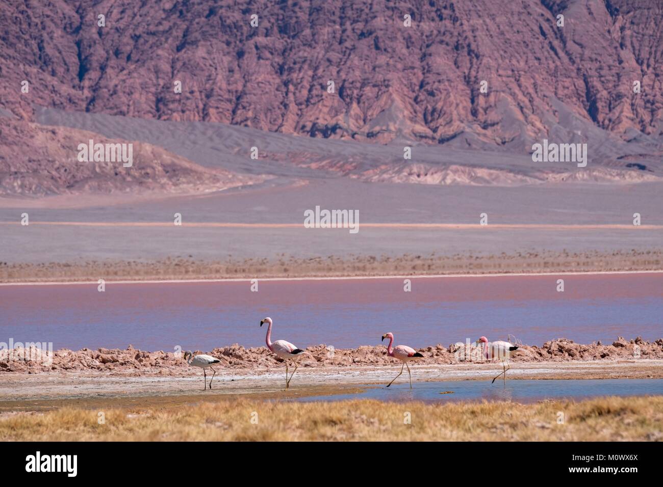 Carachi pampa el penon hi-res stock photography and images - Alamy