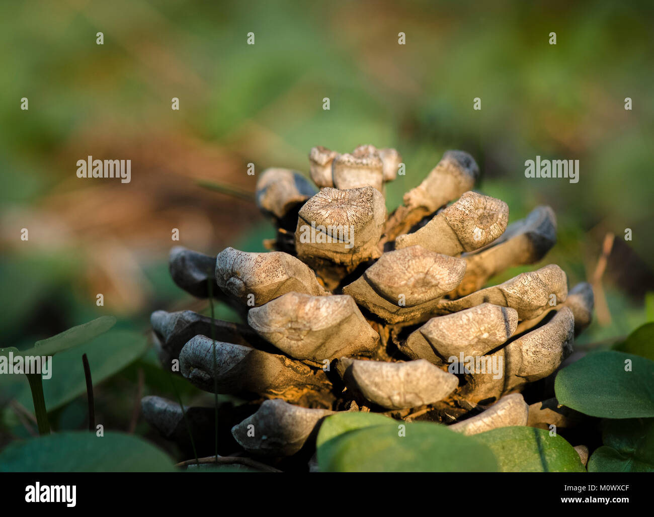 Stone pine cone hi-res stock photography and images - Alamy