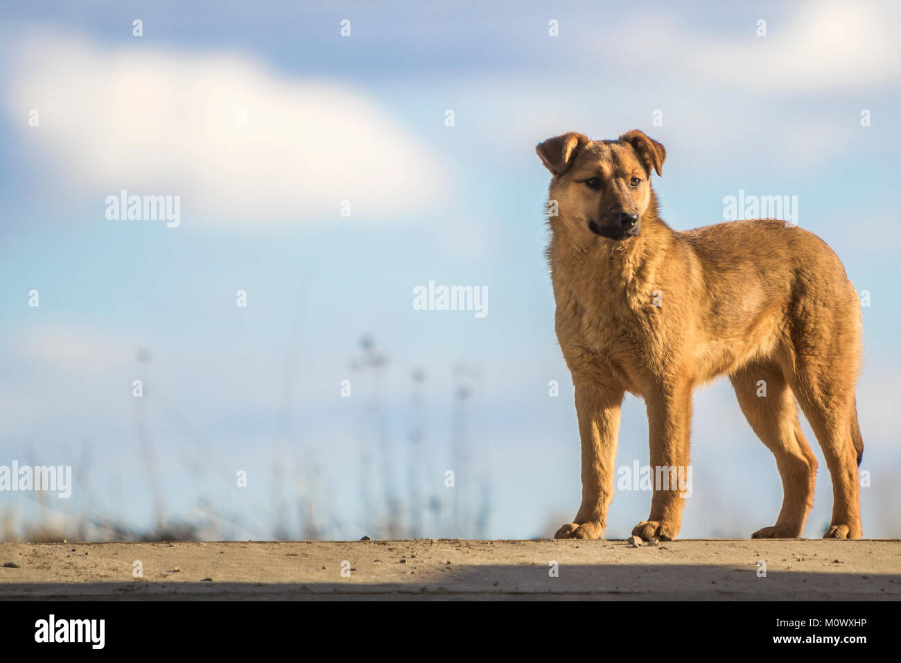 Cute yellow dog standing against blue sky Stock Photo - Alamy