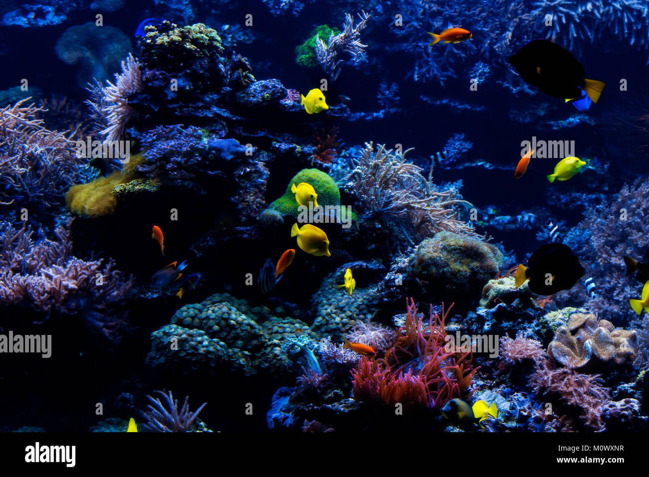 tropical Fish on a coral reef. Underwater coral fish Stock Photo - Alamy