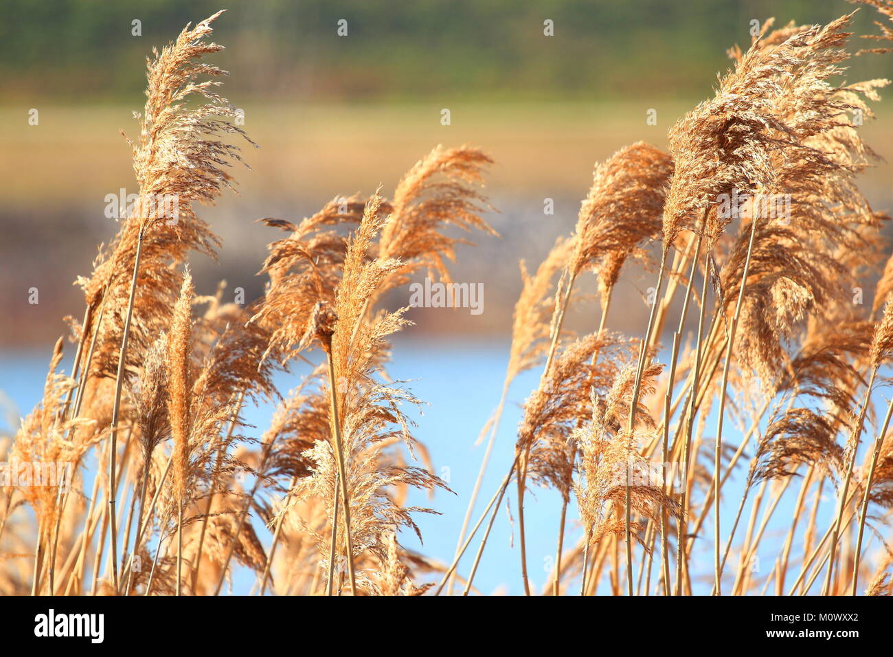 Plants on wind Stock Photo - Alamy