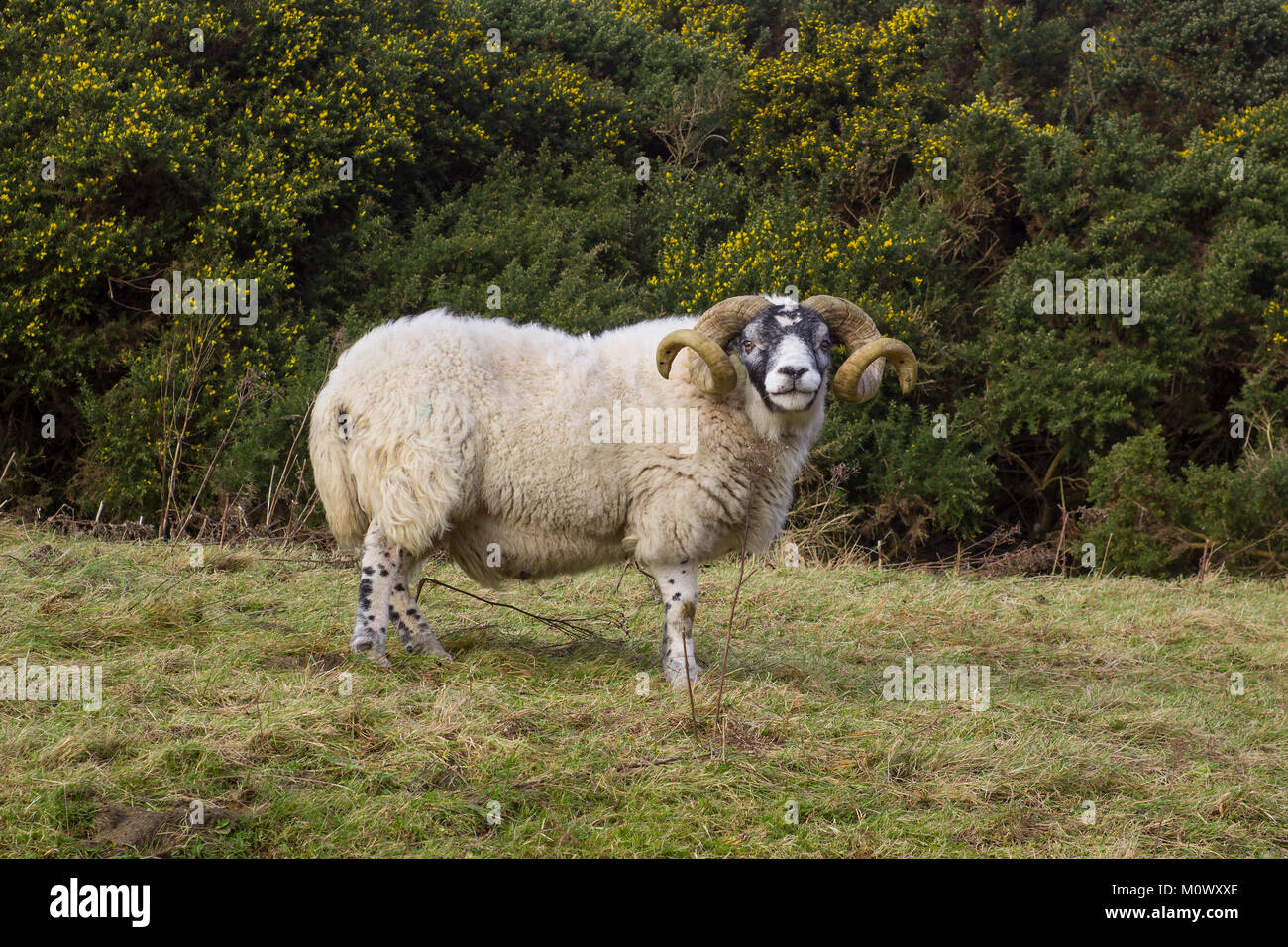 Animals with cloven hooves hi-res stock photography and images - Alamy