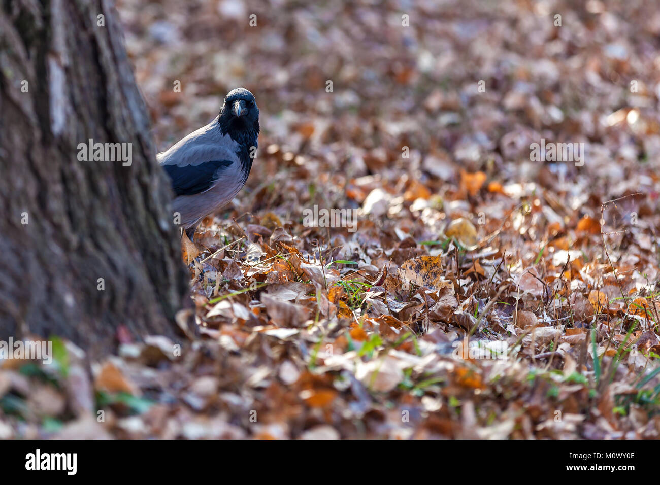 Crow leaf hi-res stock photography and images - Alamy