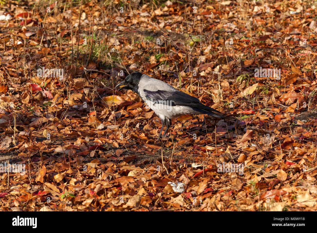 Crow leaf hi-res stock photography and images - Alamy