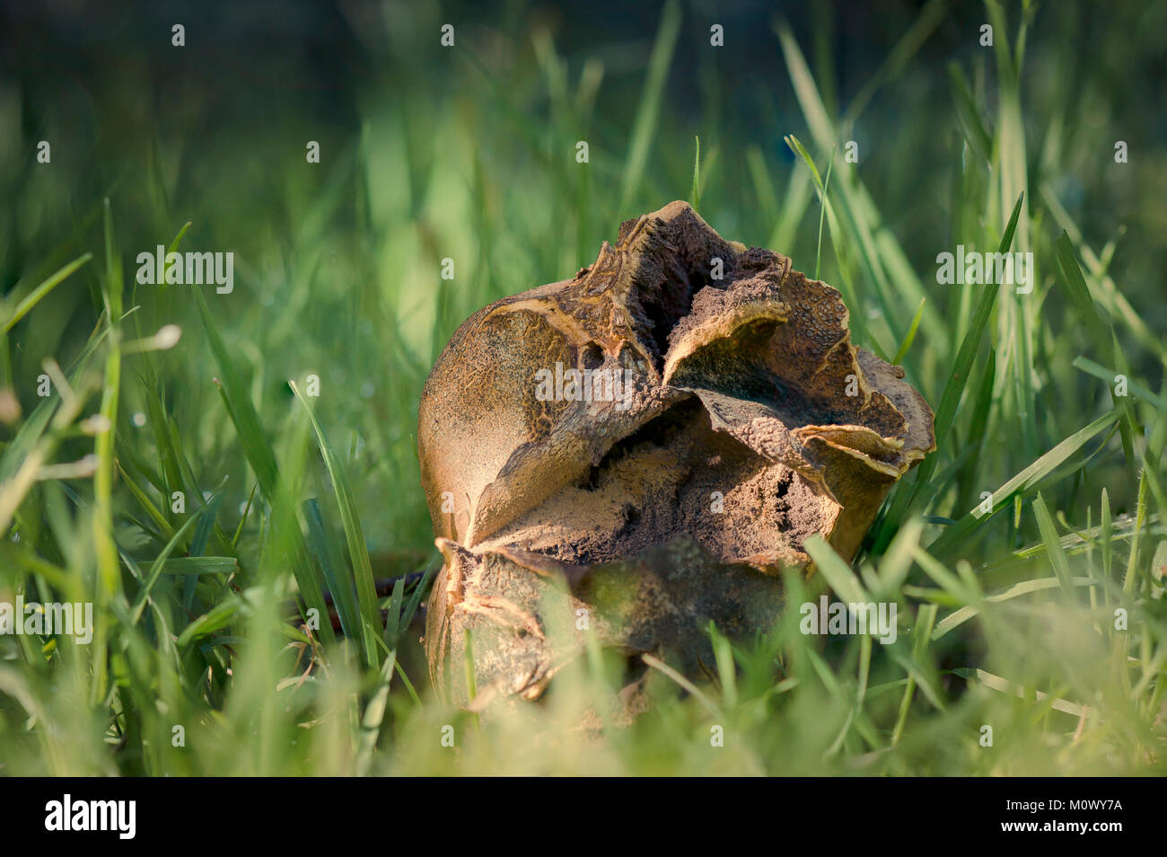 Scleroderma citrinum, common earthball, puffball, mushroom growing in ...