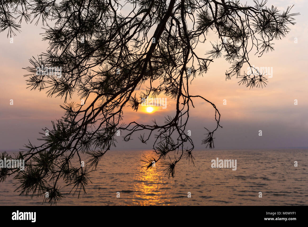 The sunset shine through the trees Stock Photo - Alamy