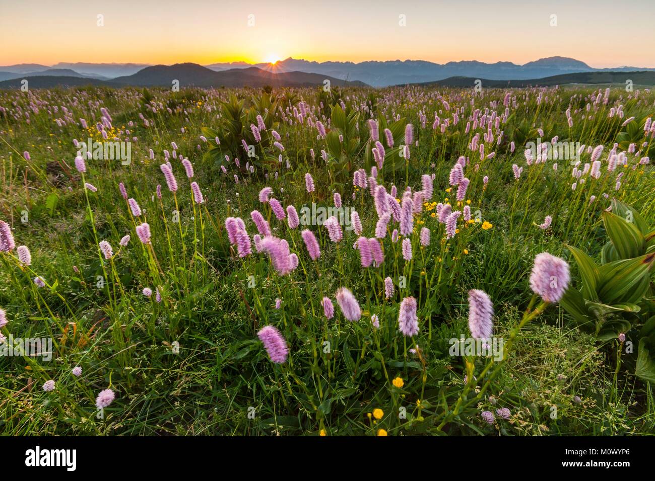 France,Drome,Regional Natural Park of Vercors plateau of Font Urle ...