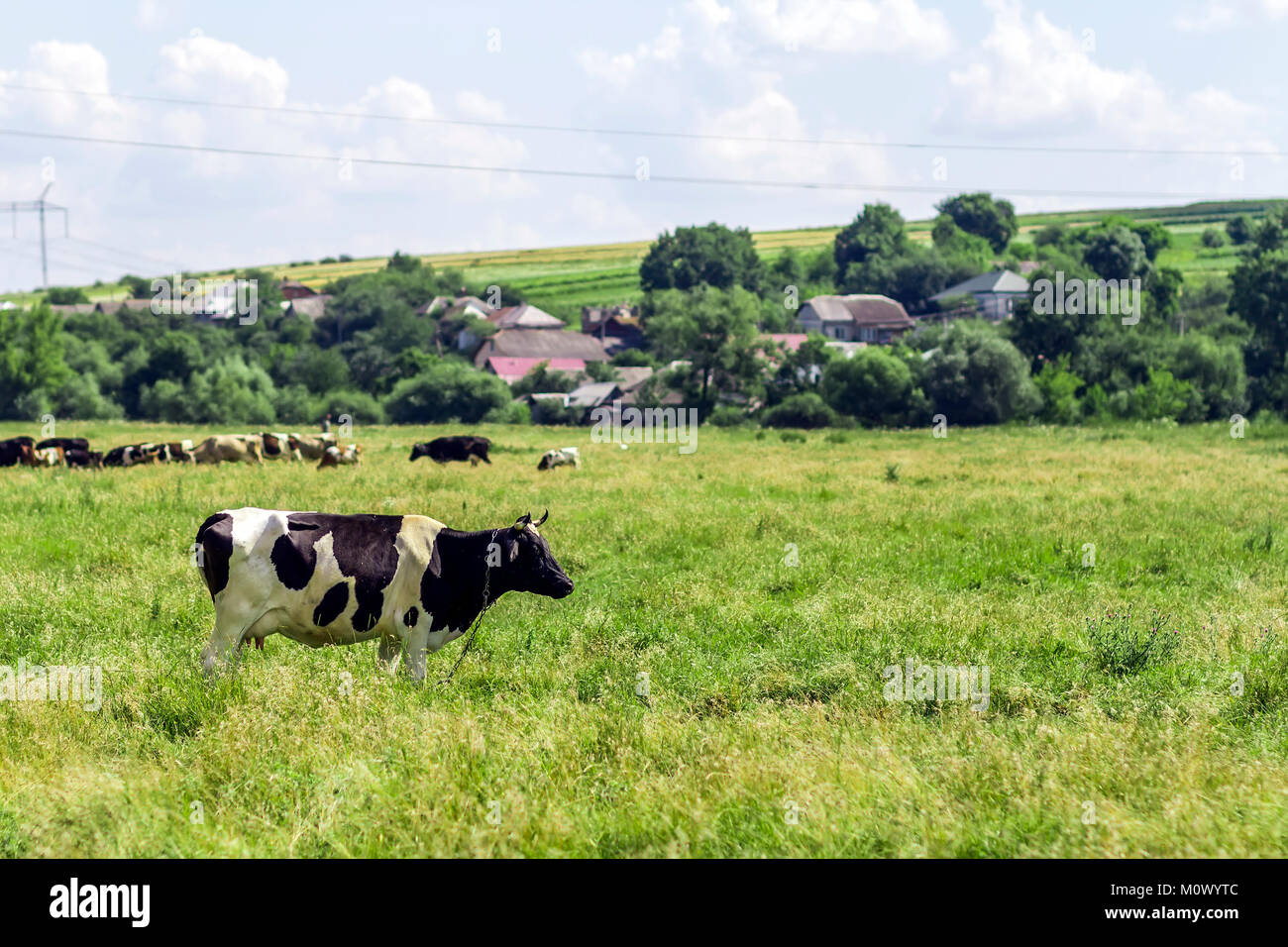 Summer landscape with cow grazing on fresh green pastures Stock Photo ...