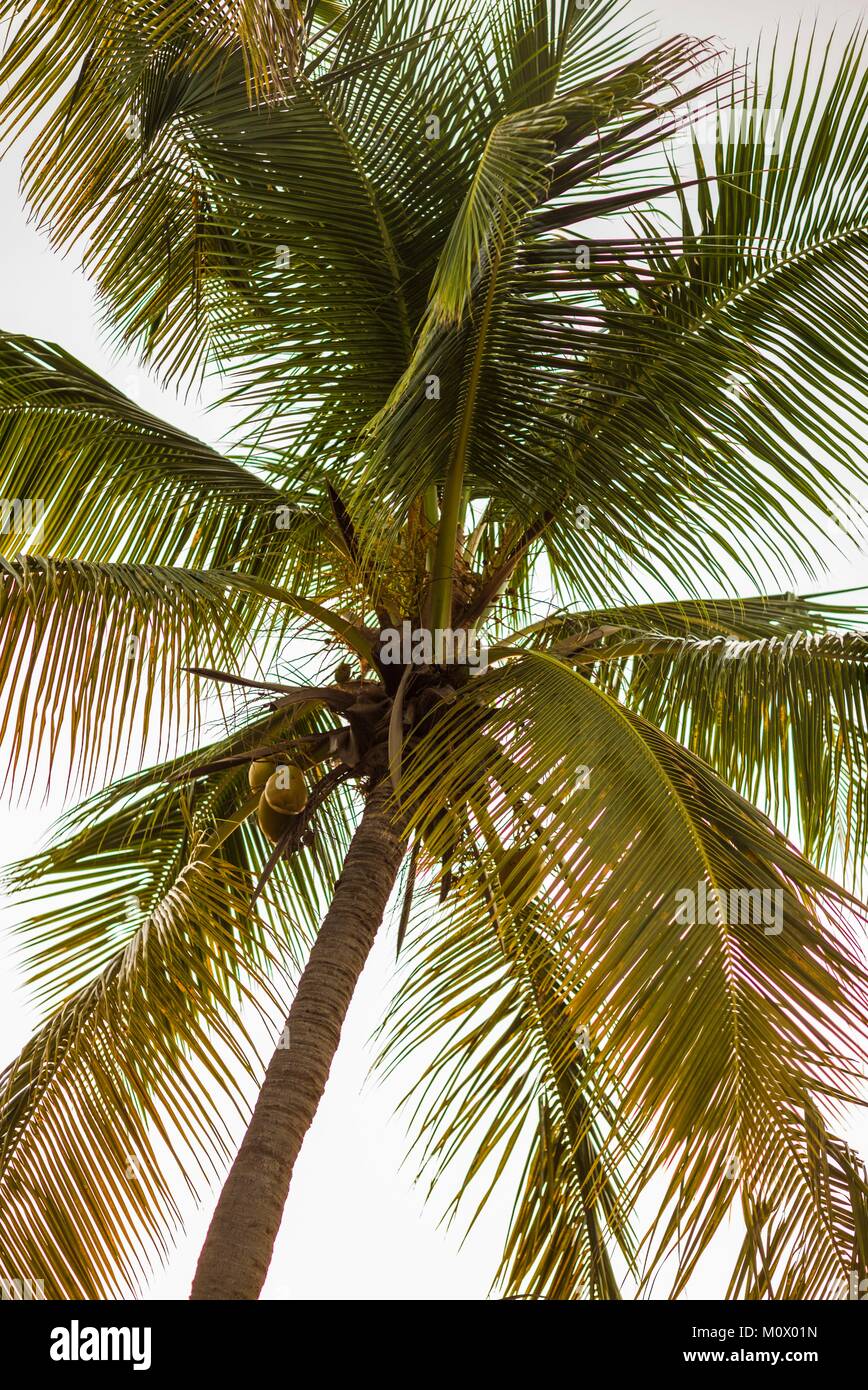 British Virgin Islands,Virgin Gorda,The Bitter End,palm trees,sunset ...