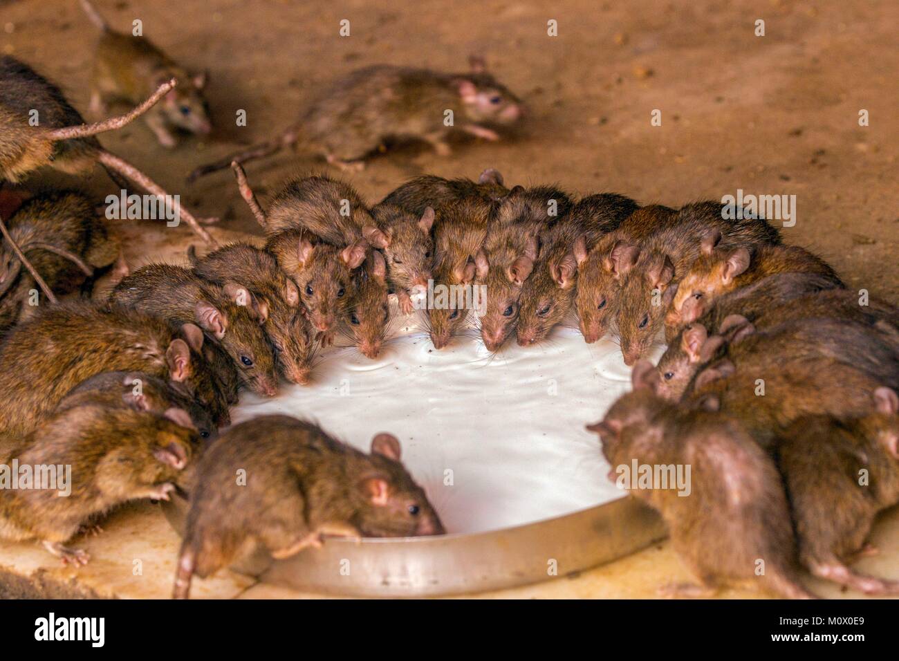 India, Rajasthan, Deshnok, Rats (reincarnated poets, bards and ...