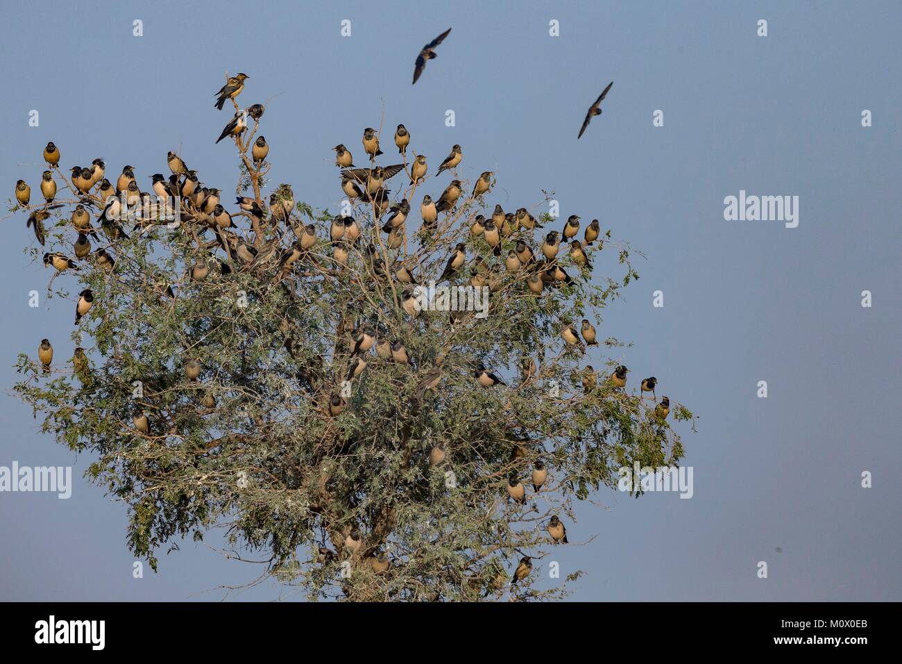 Rosy starling pastor roseus hi-res stock photography and images - Alamy