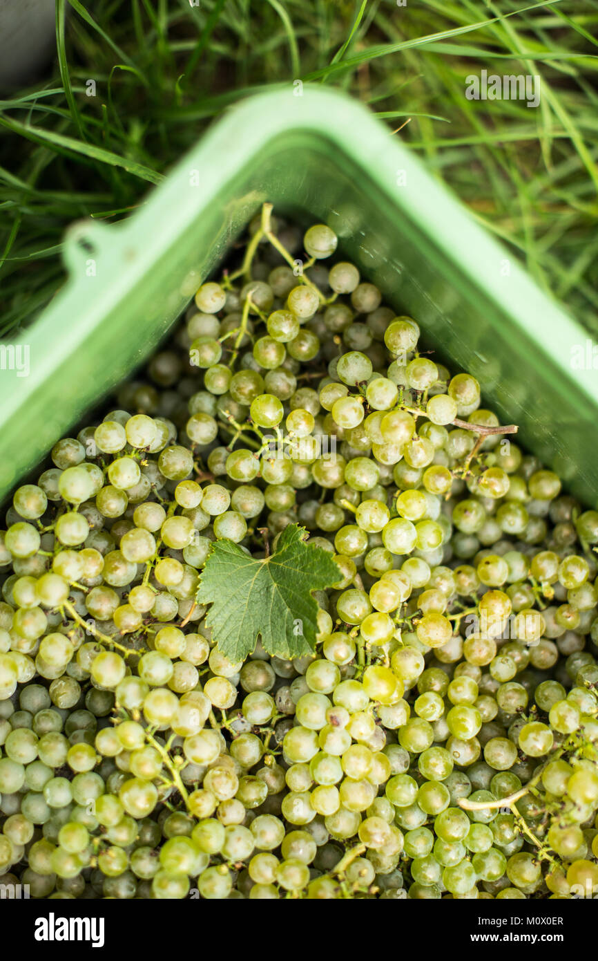 White wine grapes in a plastic box during harvest Stock Photo - Alamy