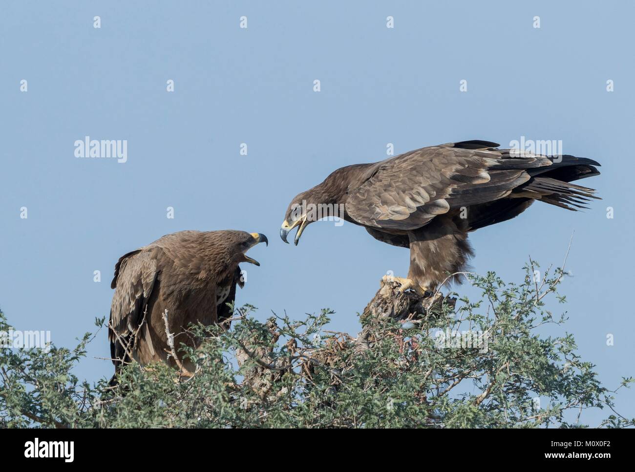 India, Rajasthan, Bikaner, Steppe eagle (Aquila nipalensis), two ...