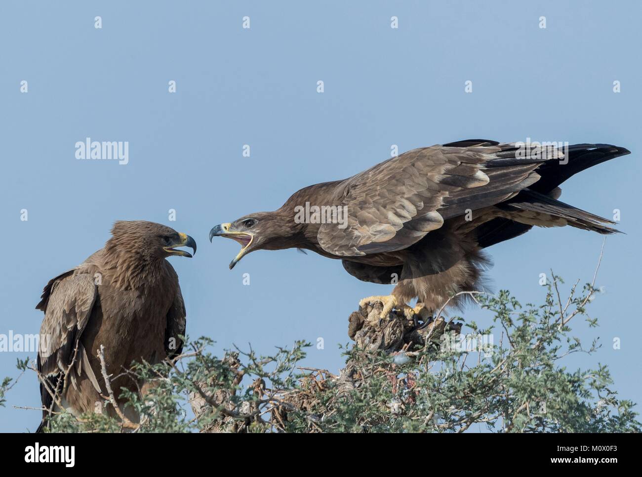 India, Rajasthan, Bikaner, Steppe eagle (Aquila nipalensis), two ...