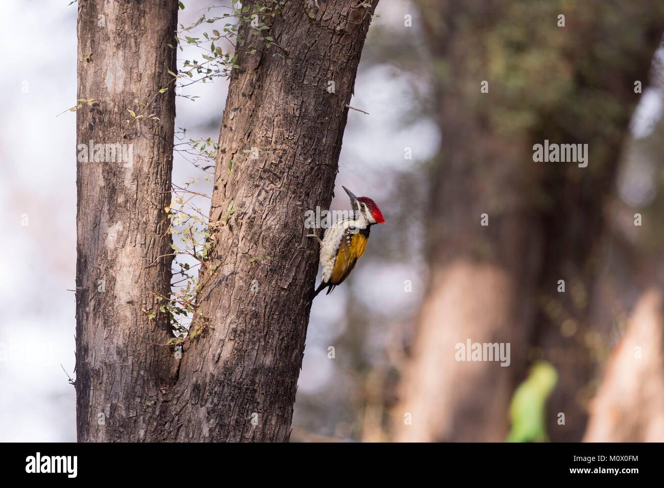 India, Rajasthan, Ranthambore National Park, Black-rumped flameback ...