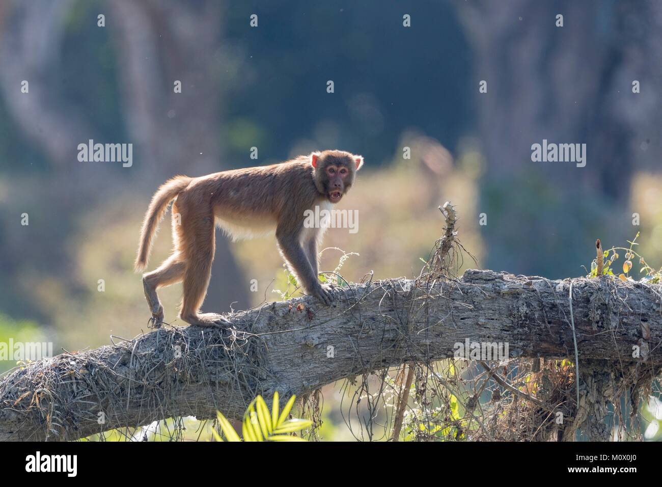 Kaziranga national park monkey hi-res stock photography and images - Alamy
