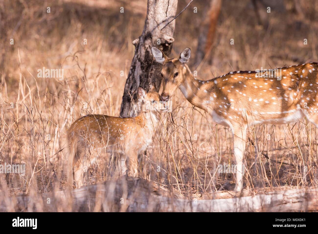 Baby chital hi-res stock photography and images - Alamy