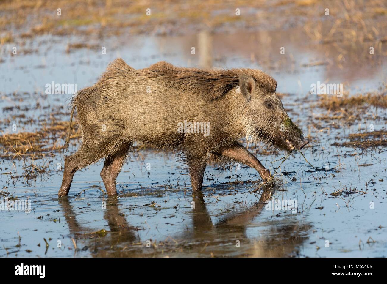 Indian wild boar hi-res stock photography and images - Alamy