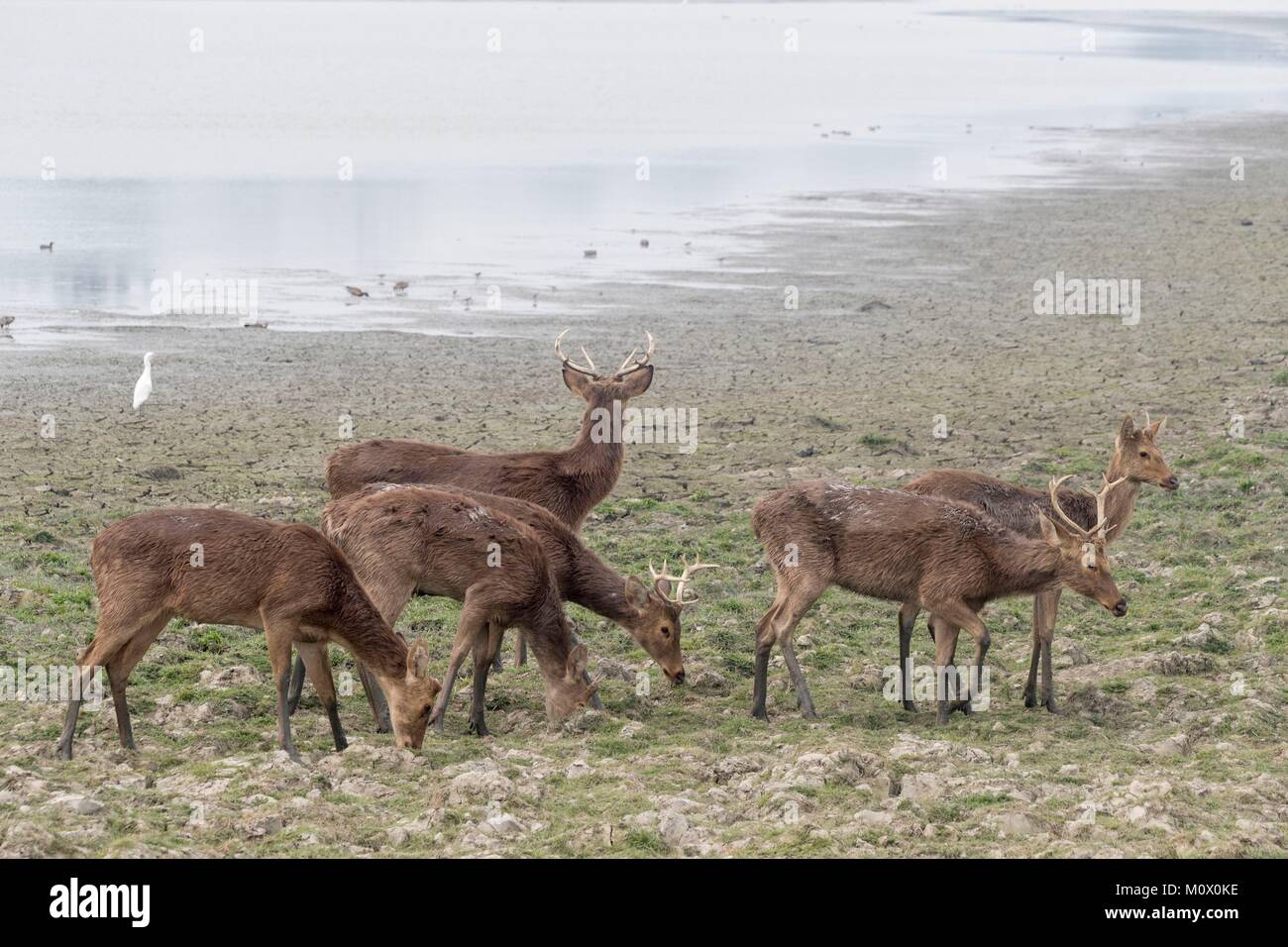 India, State of Assam, Kaziranga National Park, Swamp deer (Cervus ...