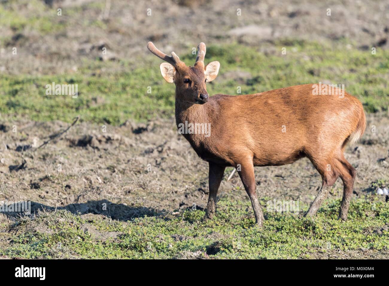 India, State of Assam, Kaziranga National Park, Hog Deer ( Axis ...