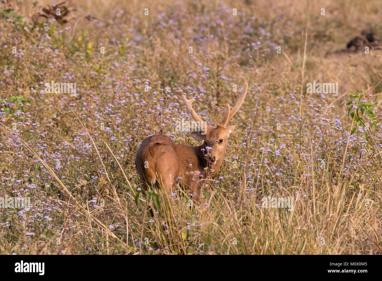 India, State of Assam, Kaziranga National Park, Hog Deer ( Axis ...