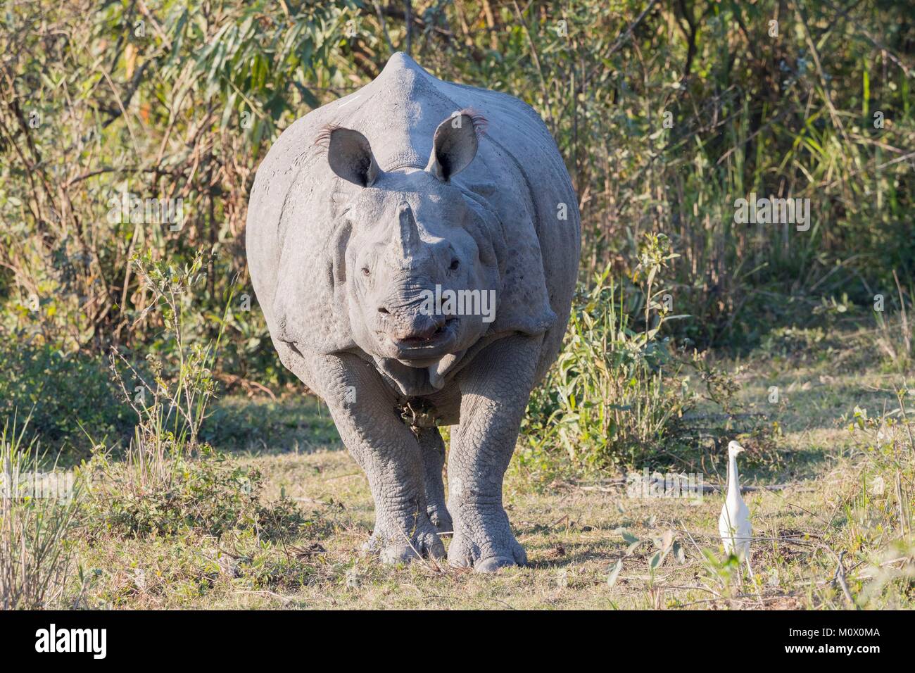 India, State of Assam, Kaziranga National Park, Asian One-horned rhino ...