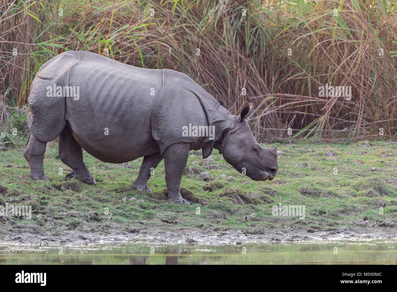 India, State of Assam, Kaziranga National Park, Asian One-horned rhino ...