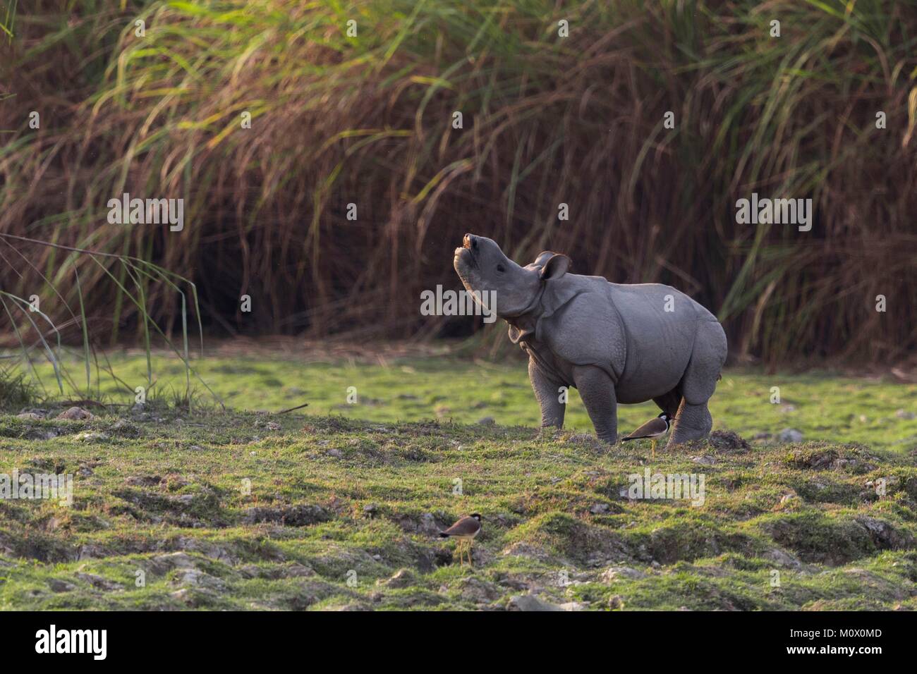 India, State of Assam, Kaziranga National Park, Asian One-horned rhino ...
