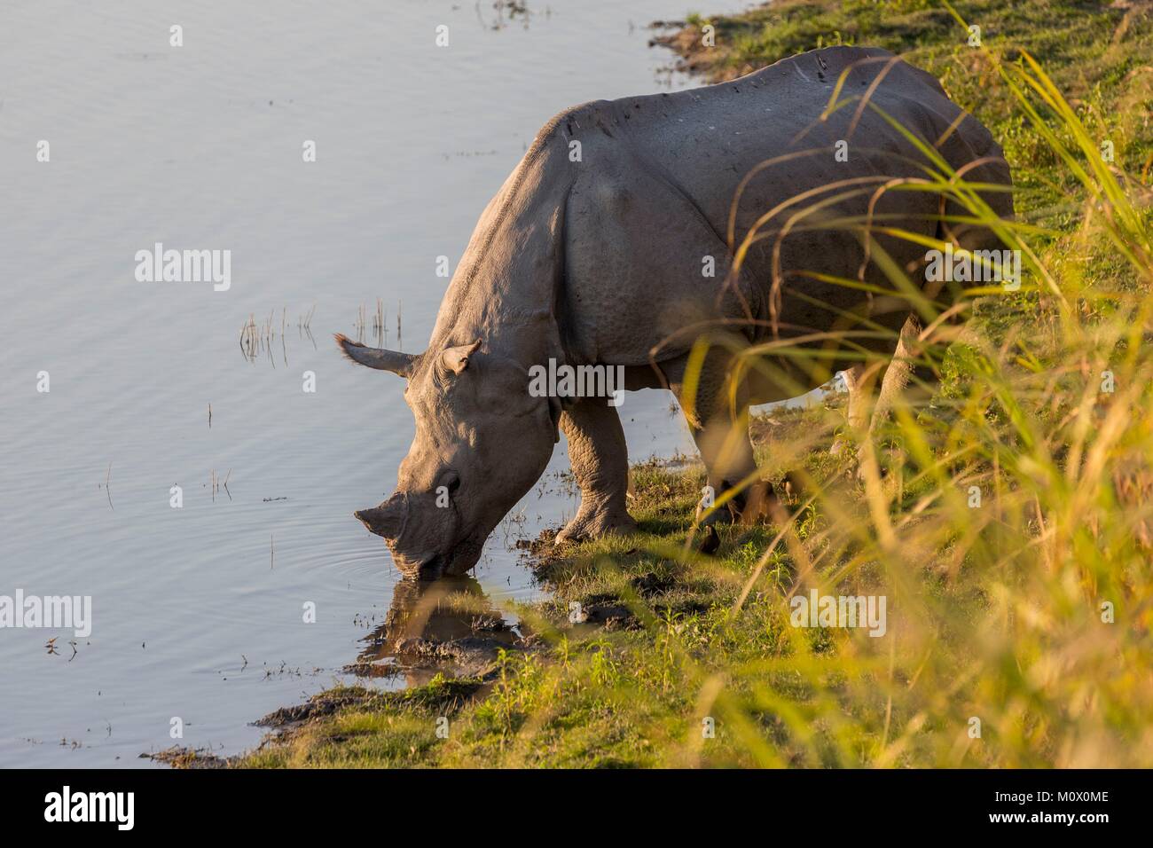 India, State of Assam, Kaziranga National Park, Asian One-horned rhino ...