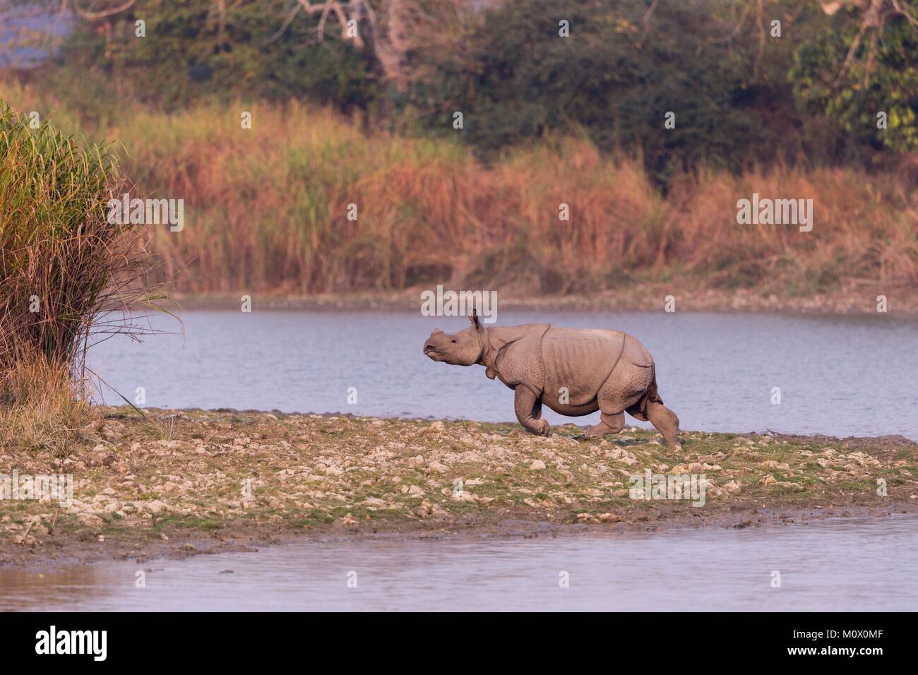 India, State of Assam, Kaziranga National Park, Asian One-horned rhino ...
