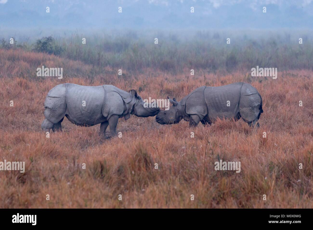 India, State of Assam, Kaziranga National Park, Asian One-horned rhino ...