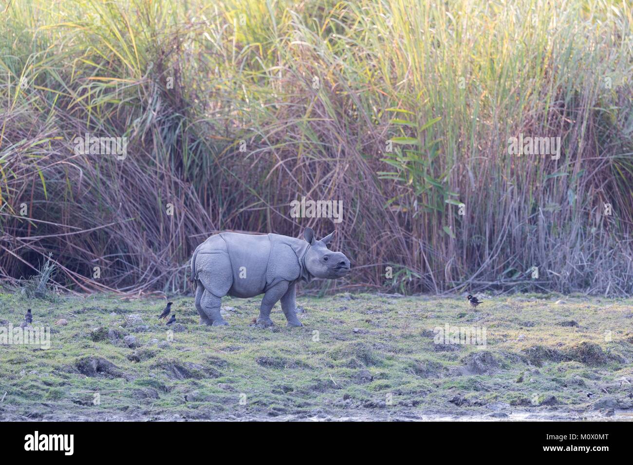 India, State of Assam, Kaziranga National Park, Asian One-horned rhino ...
