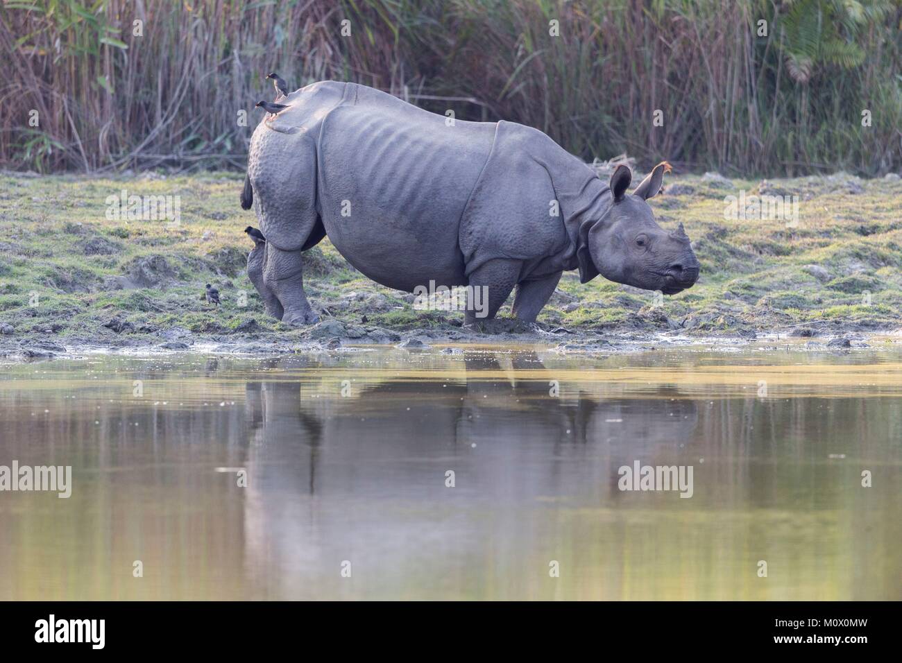 India, State of Assam, Kaziranga National Park, Asian One-horned rhino ...