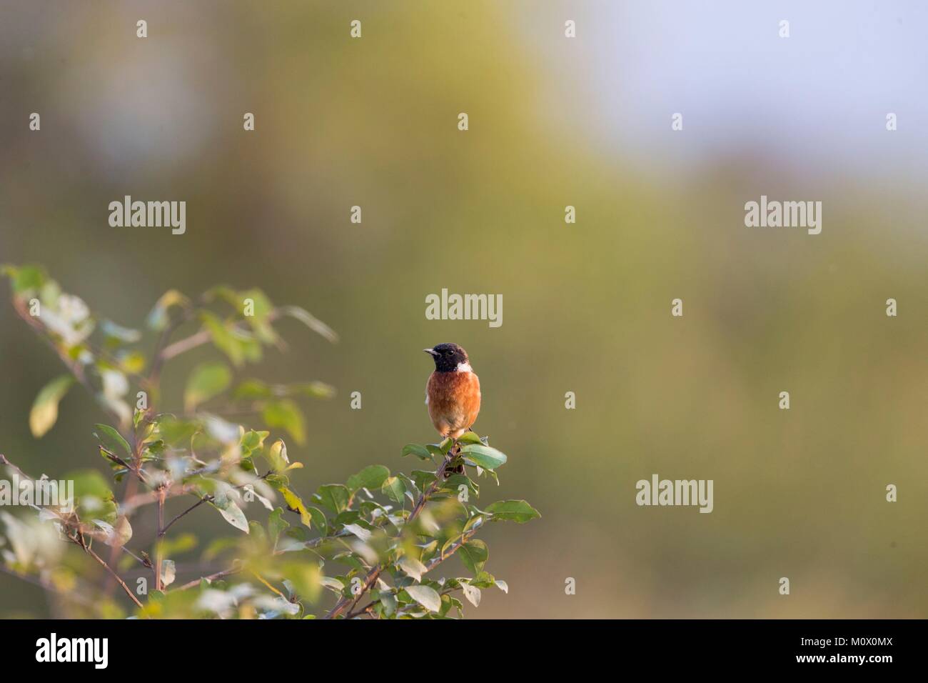 India, State of Assam, Kaziranga National Park, A African stonechat or ...