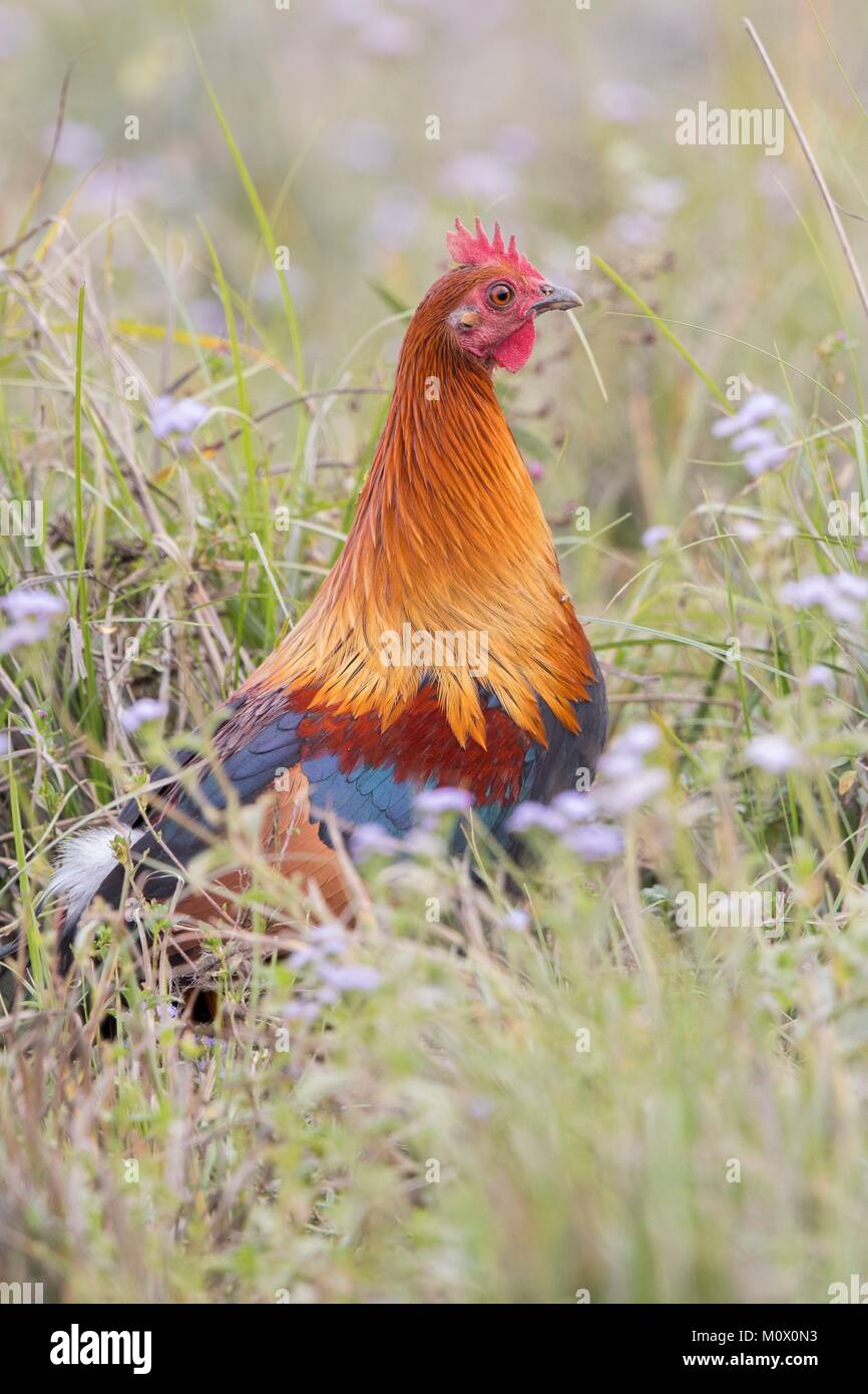 State bird of assam hi-res stock photography and images - Alamy