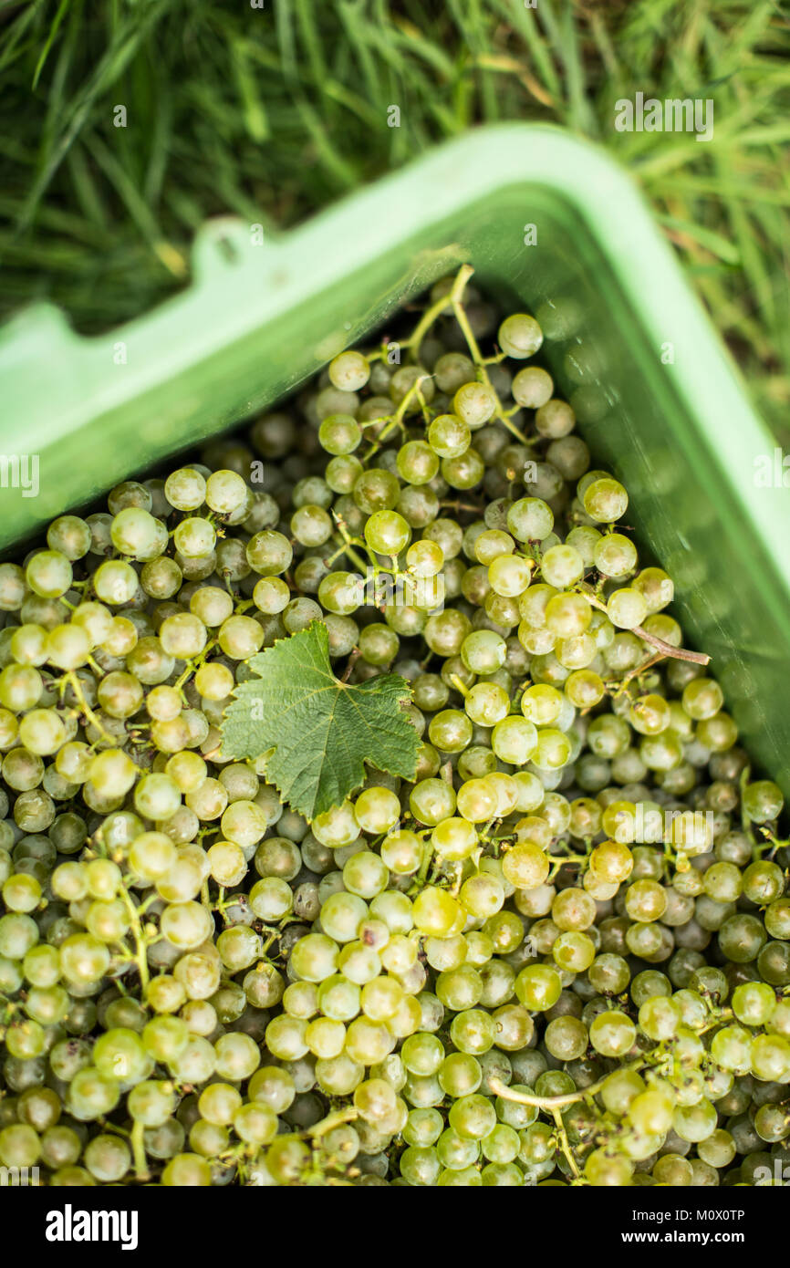 White wine grapes in a plastic box during harvest Stock Photo - Alamy