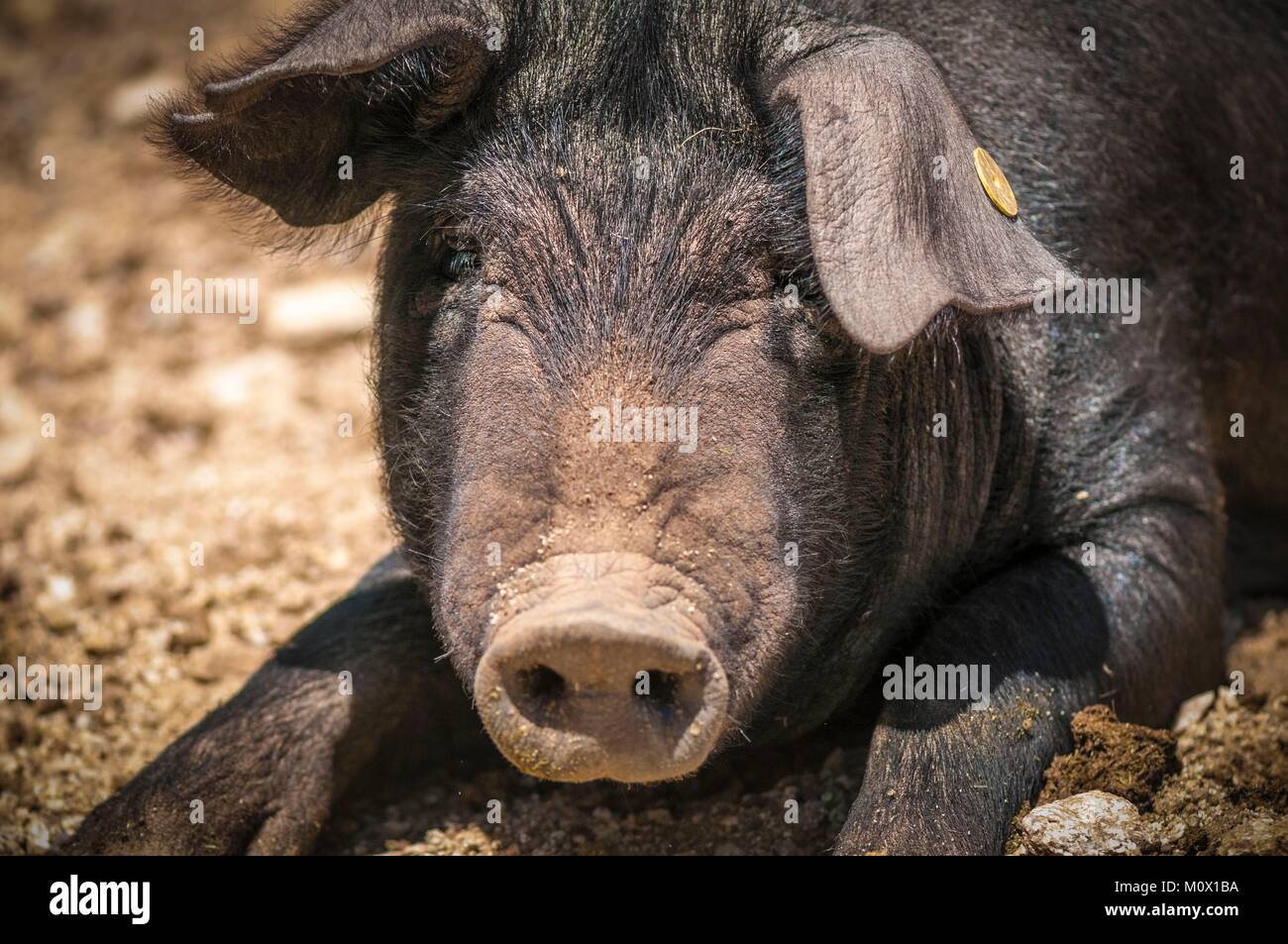 France,Corse du Sud,portrait of a black pig on the Ese plateau Stock ...