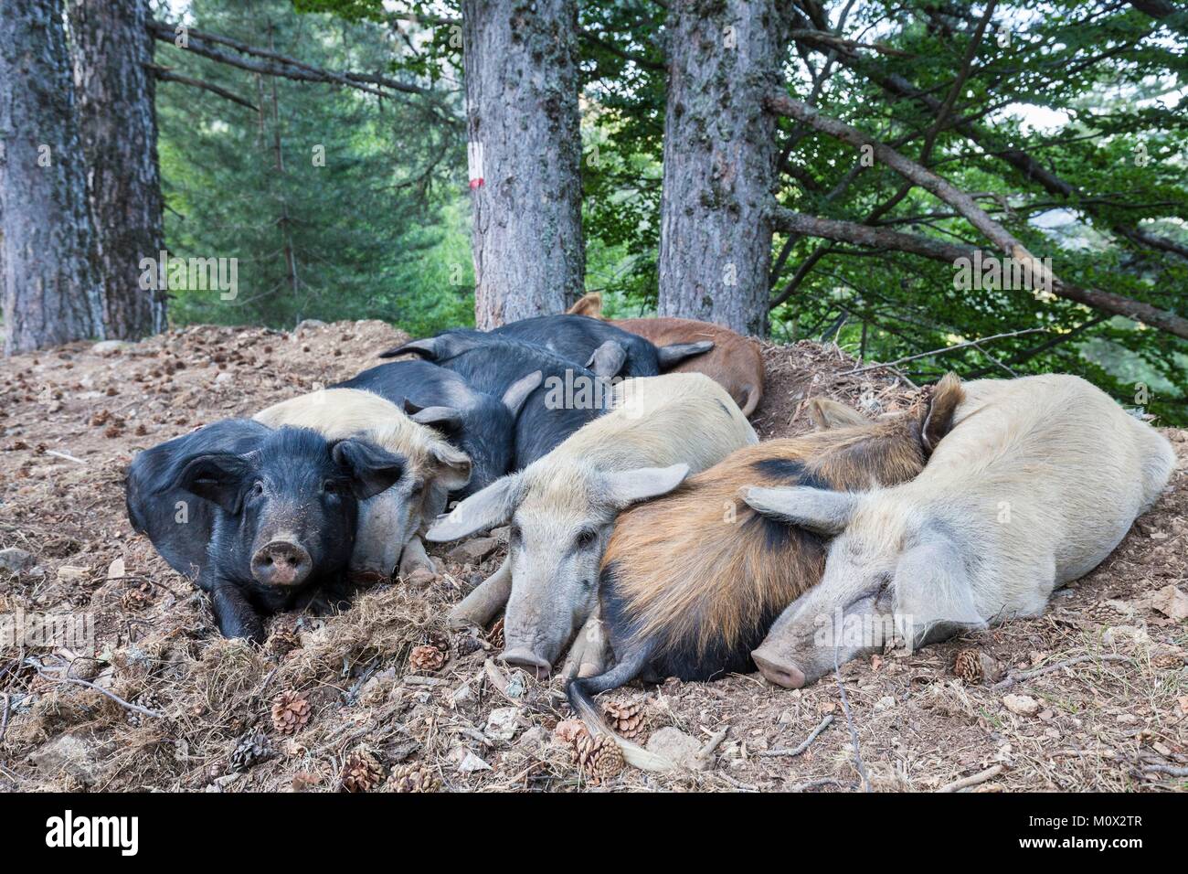 France, Corse du Sud, Evisa, territorial forest of Aitone, pigs Corsica ...