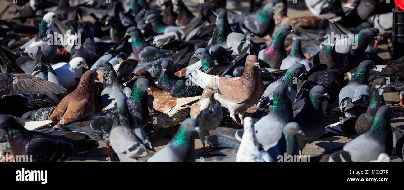 Colorful dovecotes are standing or eating in the middle of a street ...