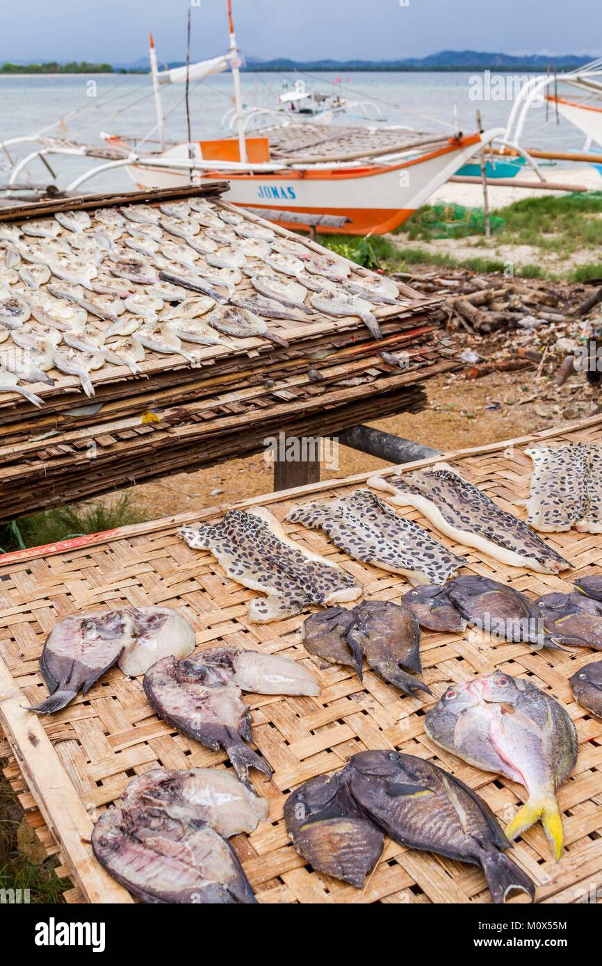 Fishes of philippines hi-res stock photography and images - Alamy