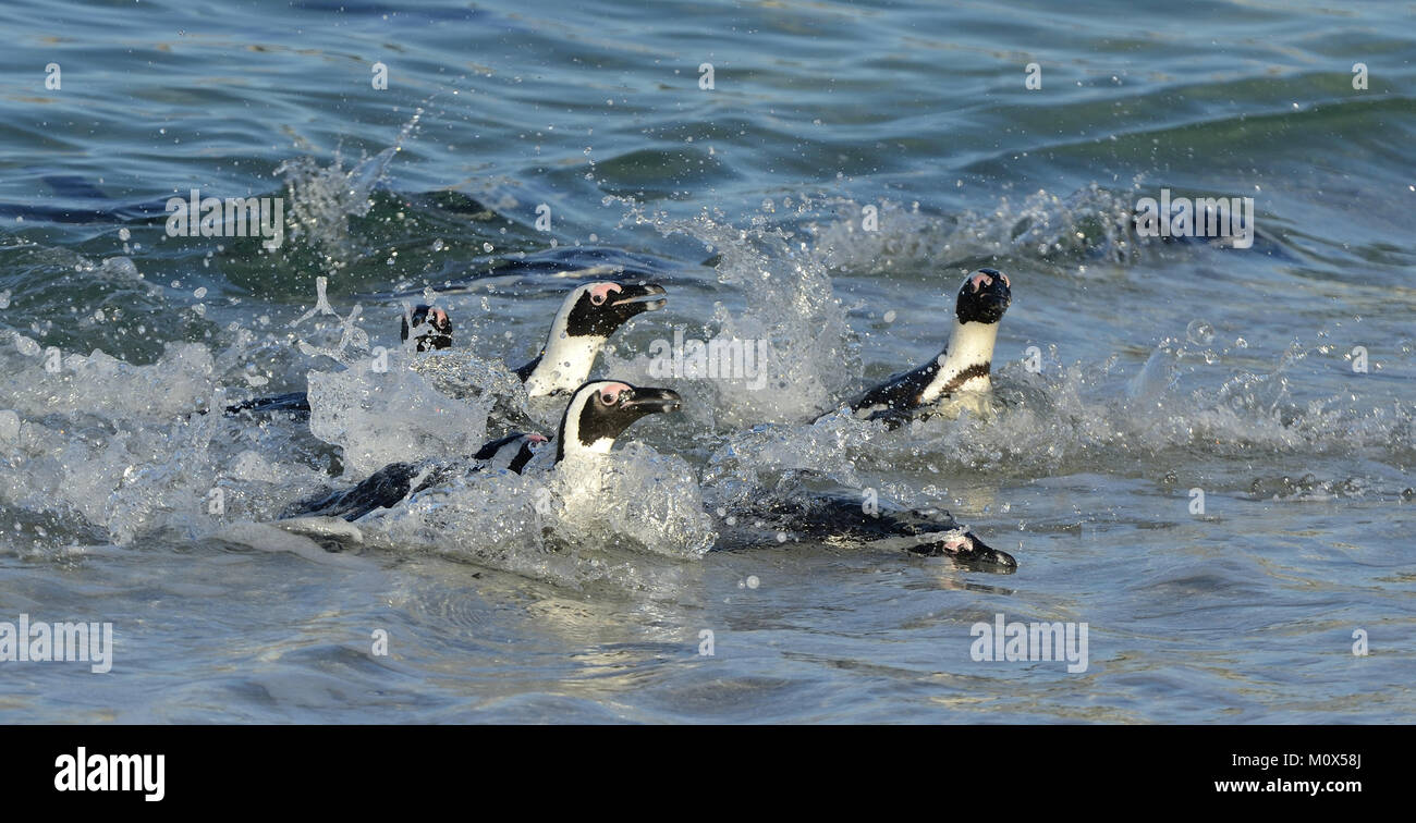 Group african penguins black hi-res stock photography and images - Alamy