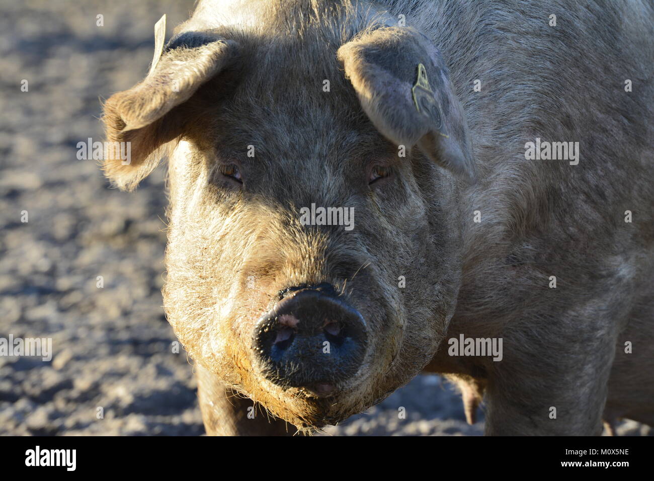 Happy pig on an organic farm in the UK Stock Photo - Alamy